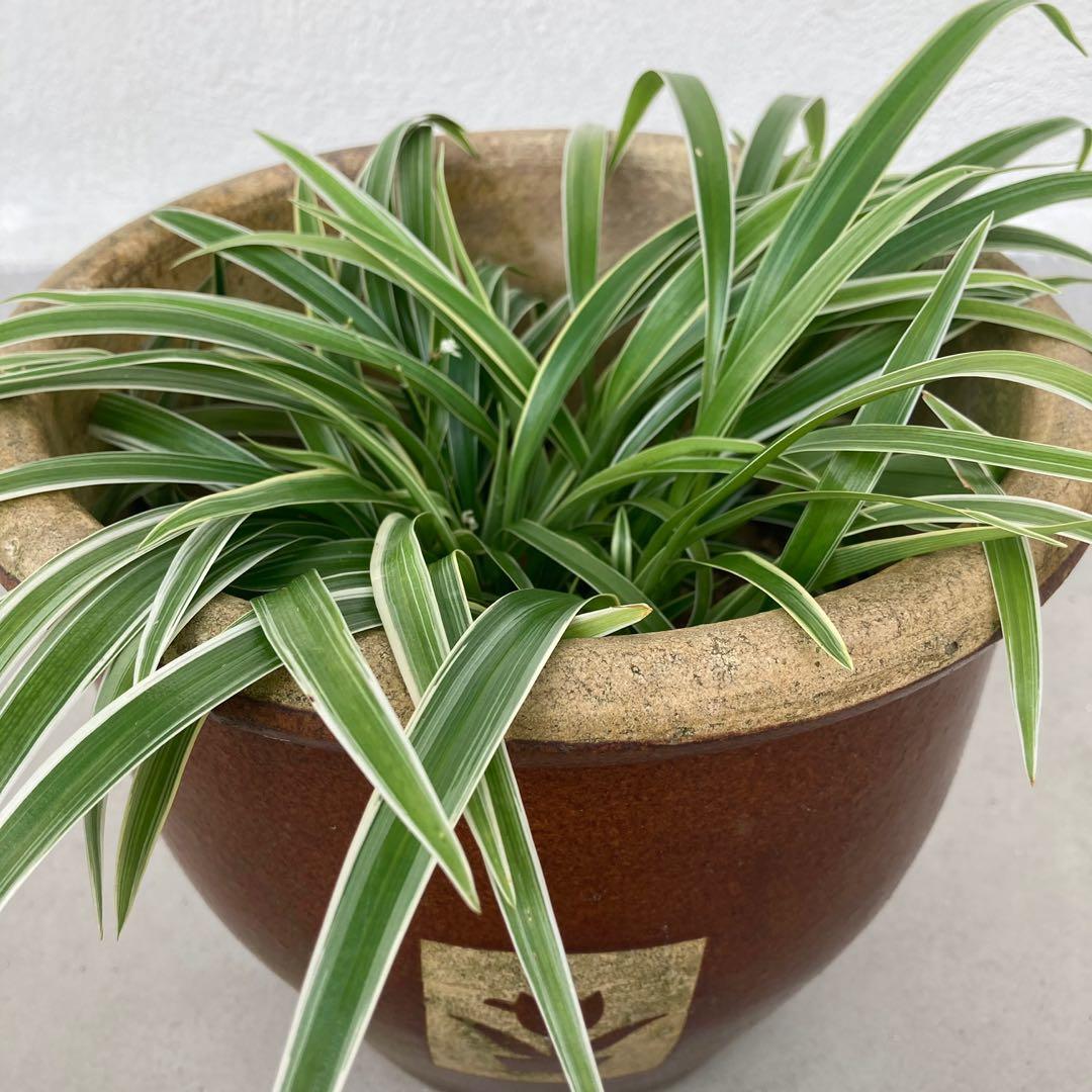 Flower Pot with Spider Plant, Furniture & Home Living, Gardening, Pots ...