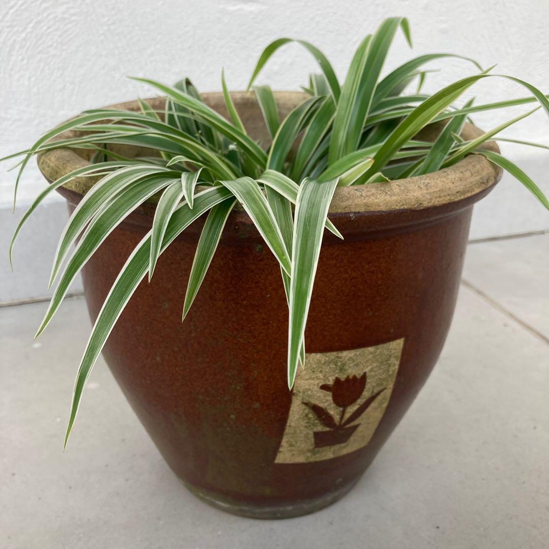 Flower Pot with Spider Plant, Furniture & Home Living, Gardening, Pots ...