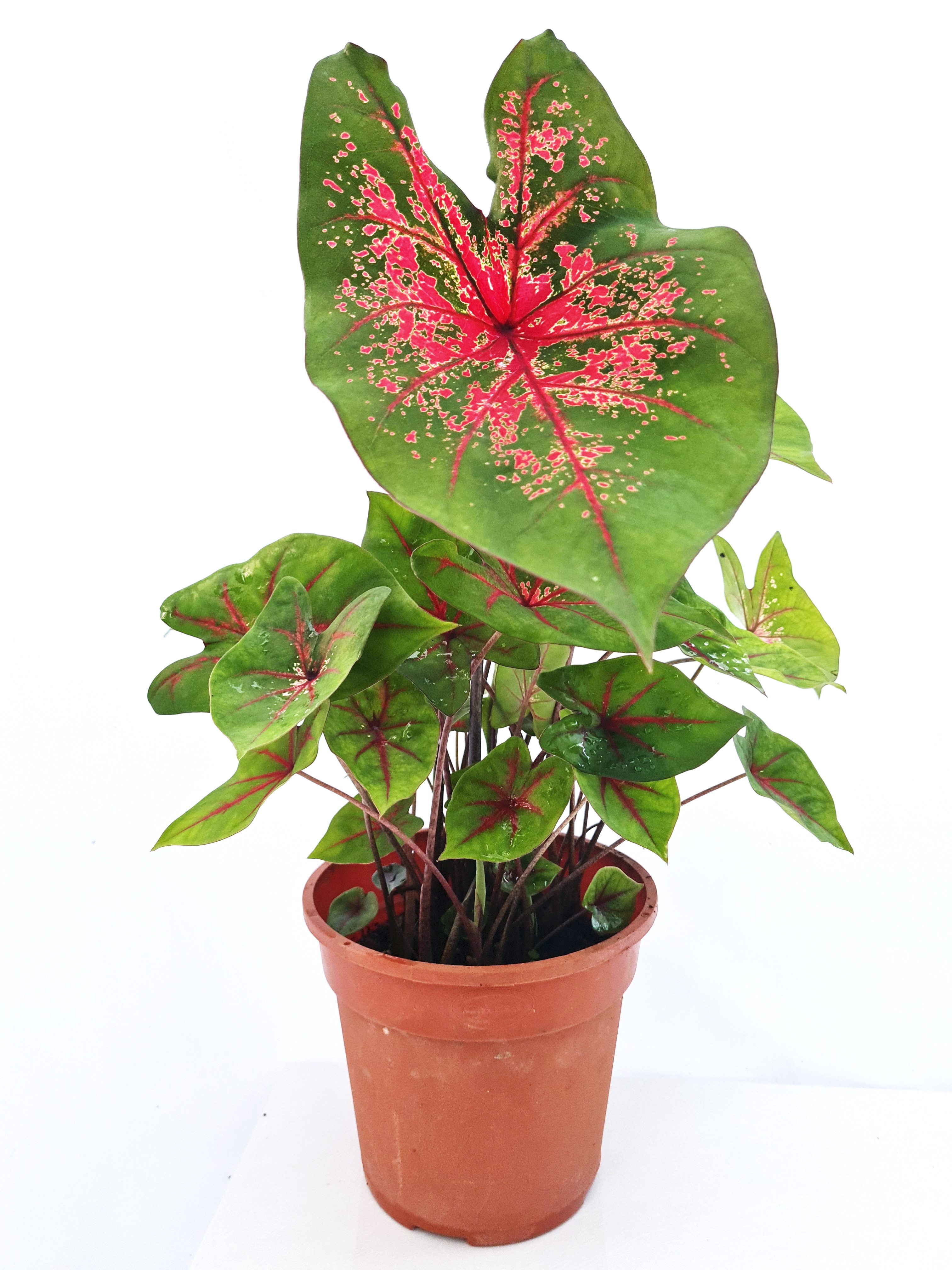 Caladium Fire Chief, Furniture & Home Living, Gardening, Plants & Seeds ...