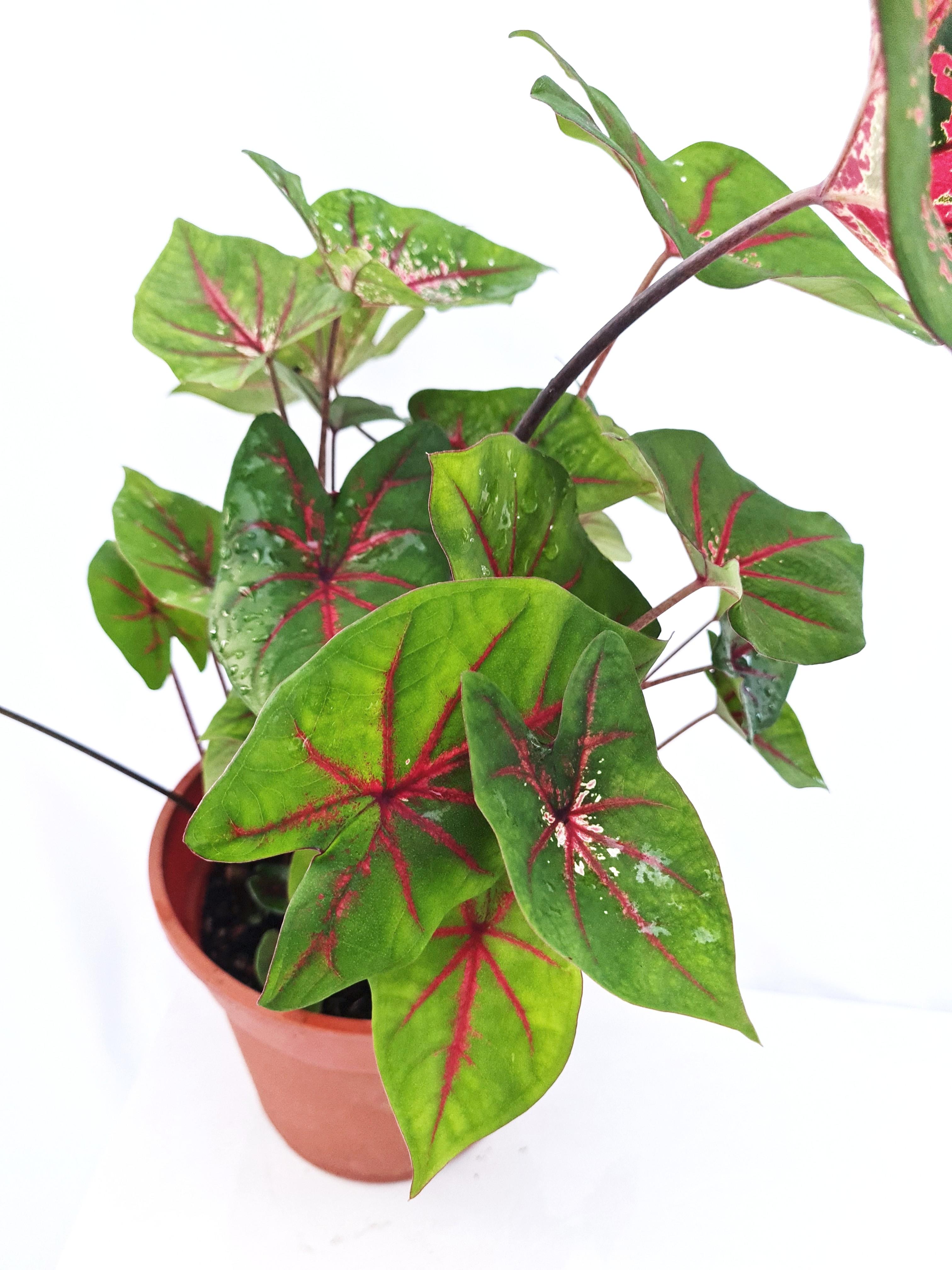 Caladium Fire Chief, Furniture & Home Living, Gardening, Plants & Seeds ...