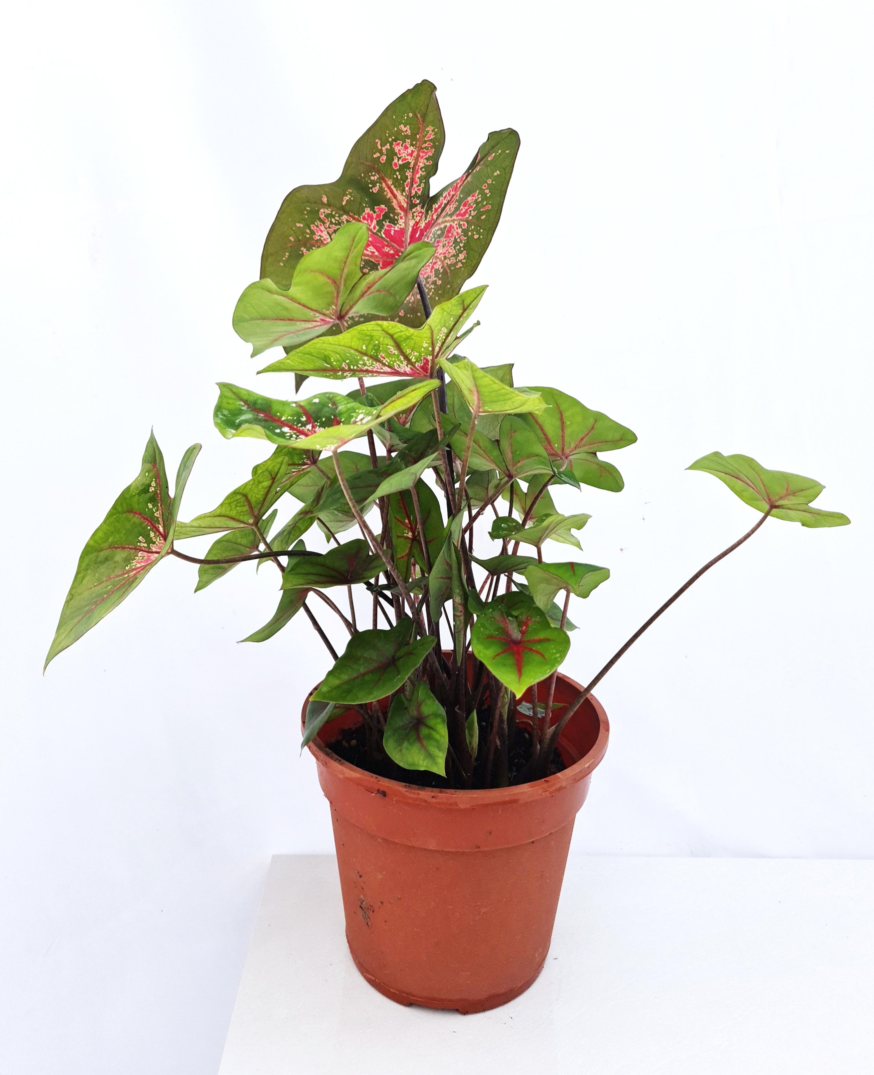 Caladium Fire Chief, Furniture & Home Living, Gardening, Plants & Seeds ...