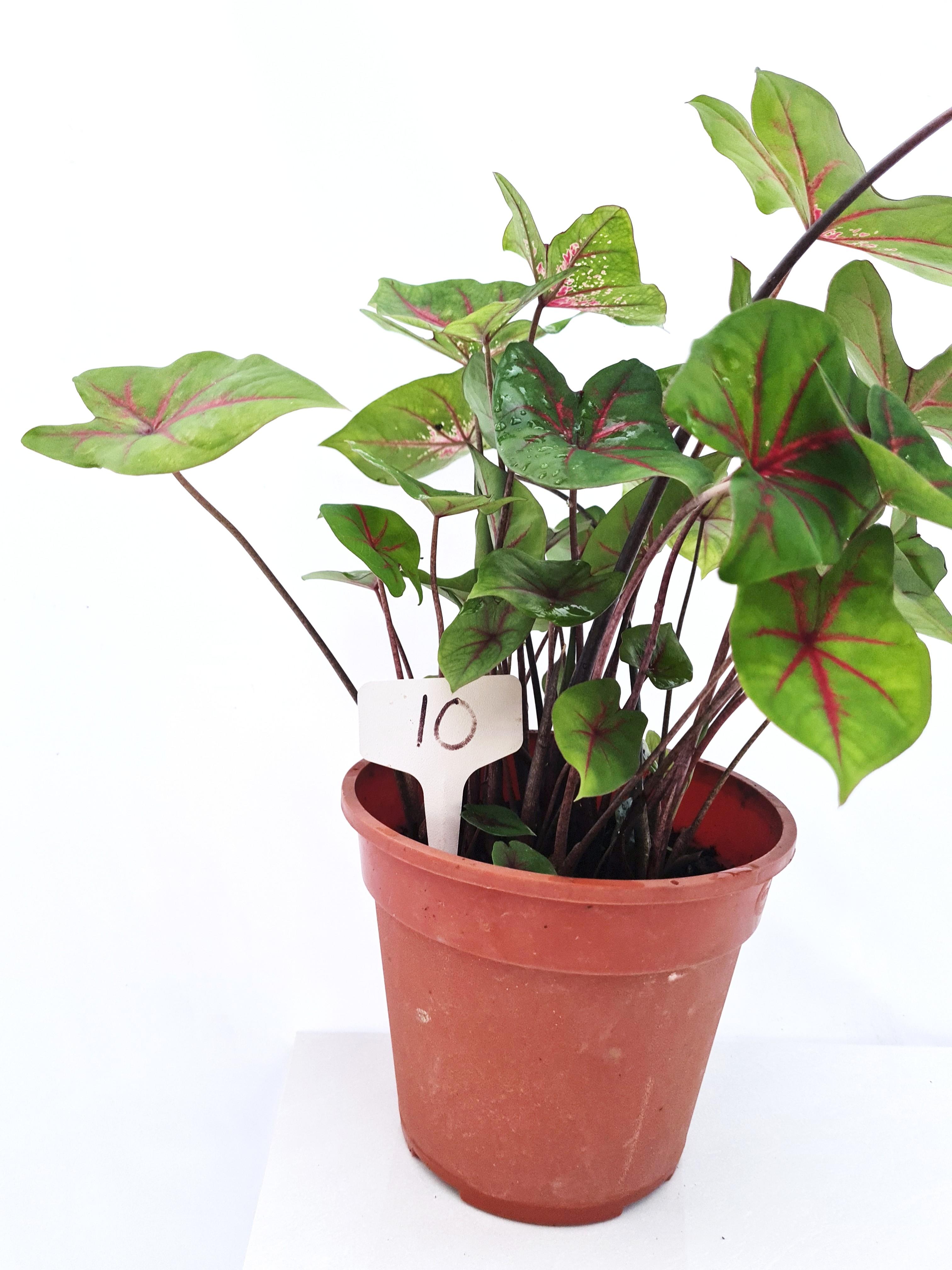 Caladium Fire Chief, Furniture & Home Living, Gardening, Plants & Seeds ...