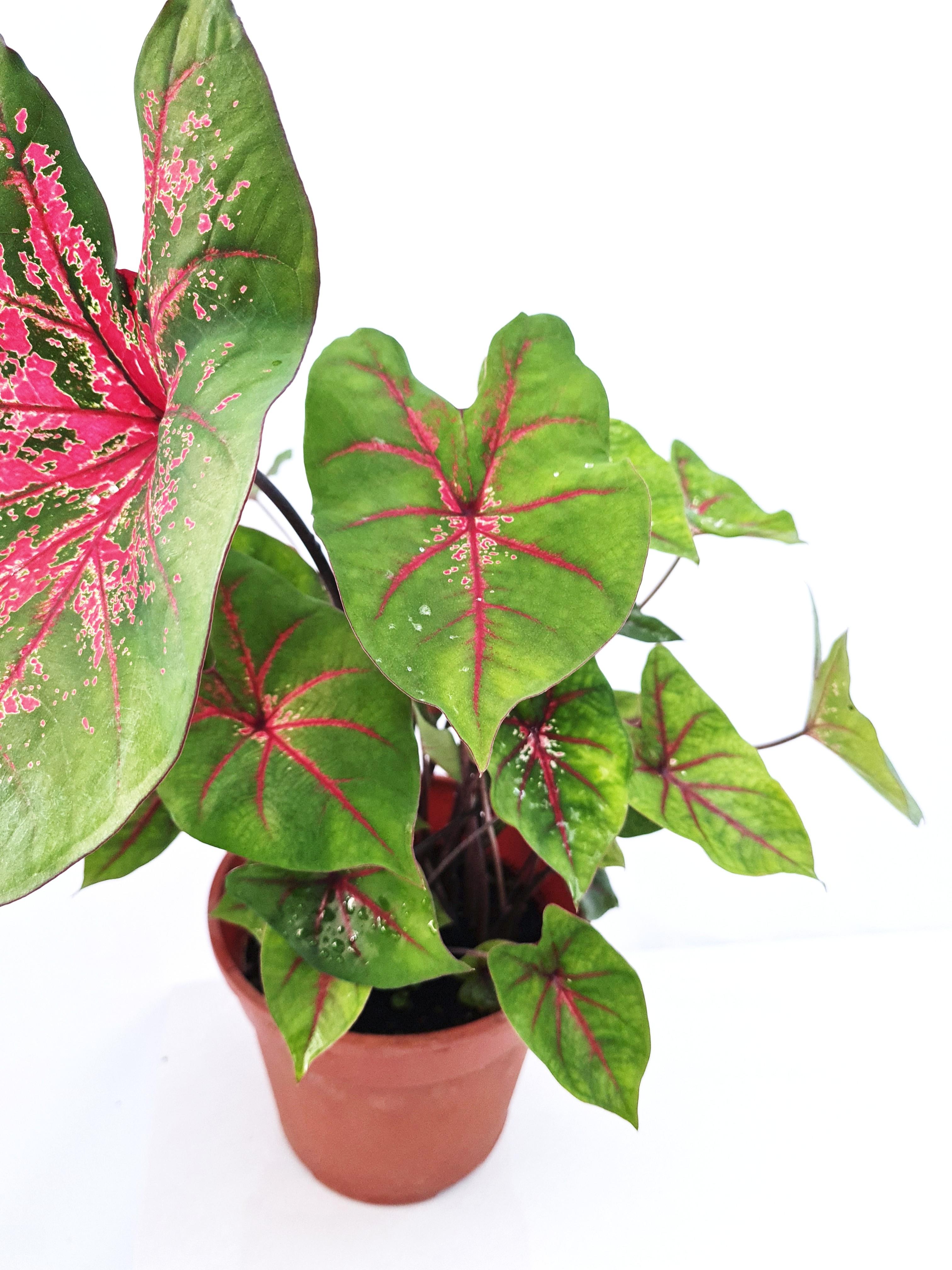 Caladium Fire Chief, Furniture & Home Living, Gardening, Plants & Seeds ...