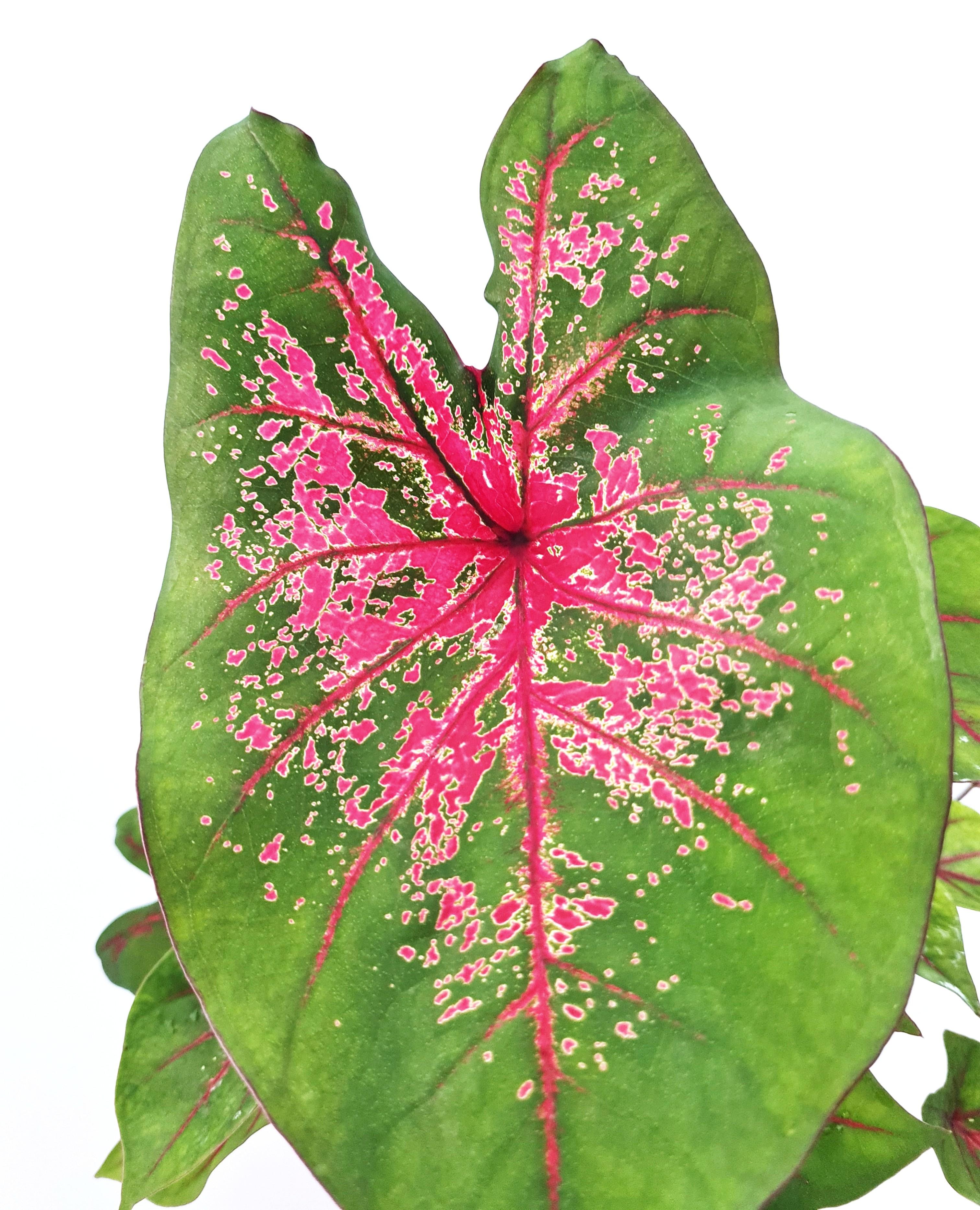 Caladium Fire Chief, Furniture & Home Living, Gardening, Plants & Seeds ...