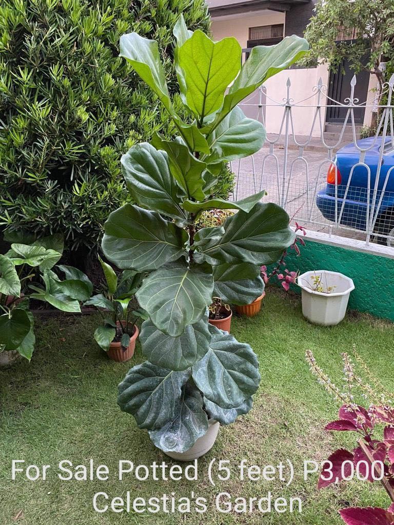 Fiddle-leaf fig Tree 5ft Tall, Furniture & Home Living, Gardening ...