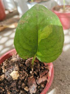 Tagbak stem plant medicinal plant stem for arthritis for sale from ...