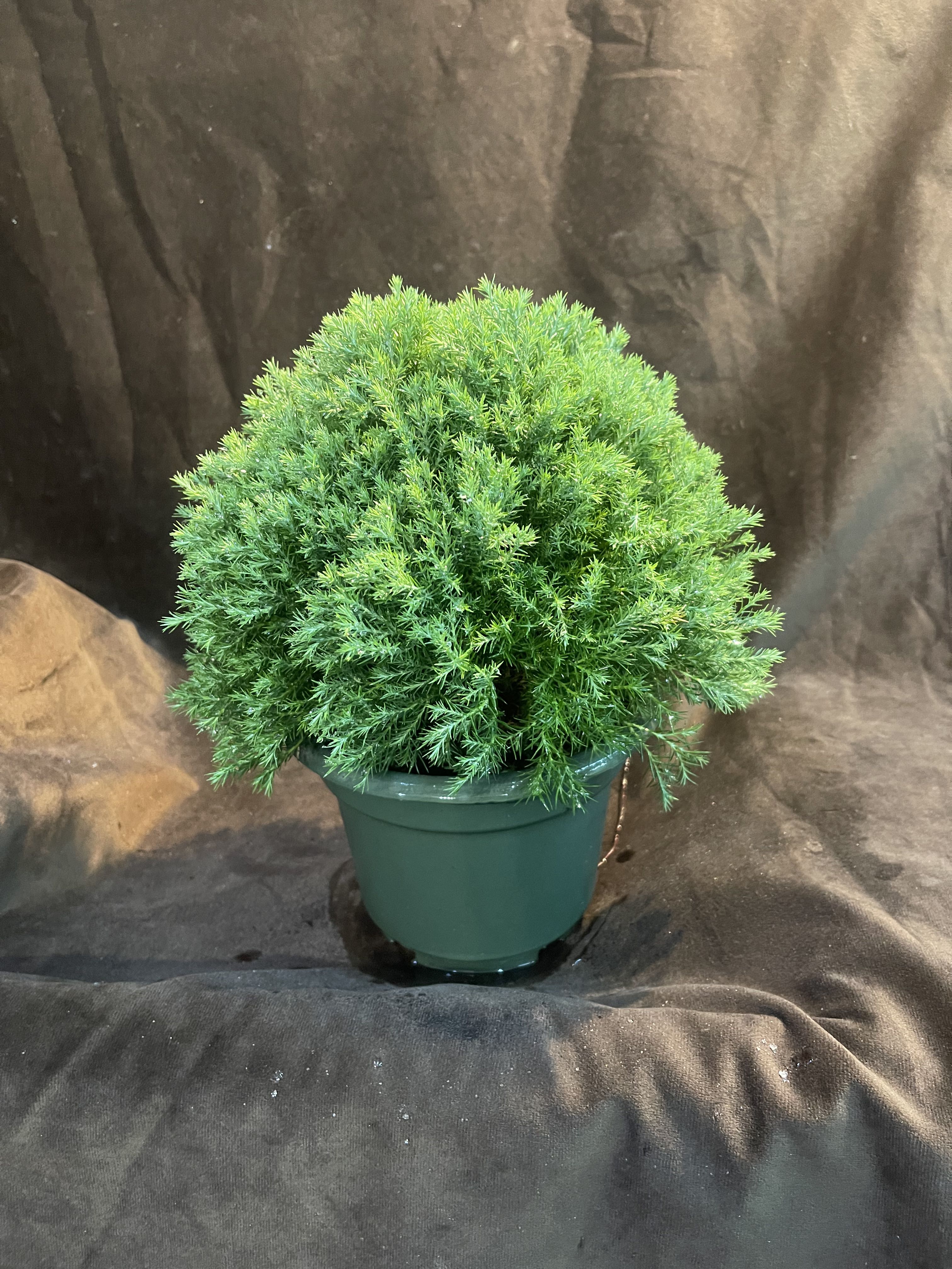#Plant - Juniperus Ball, Furniture & Home Living, Gardening, Plants ...