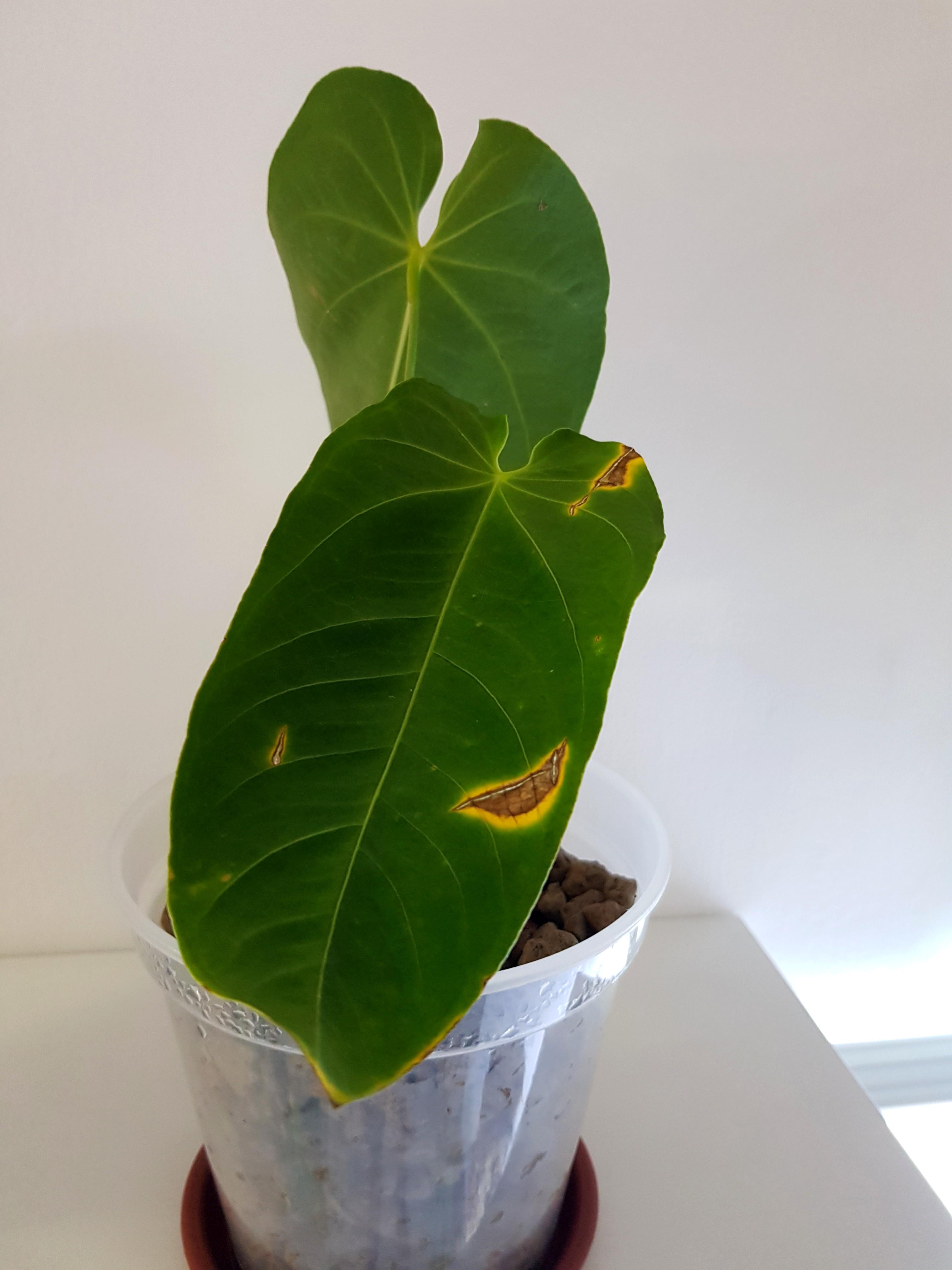 Anthurium Queremalense, Furniture & Home Living, Gardening, Plants ...