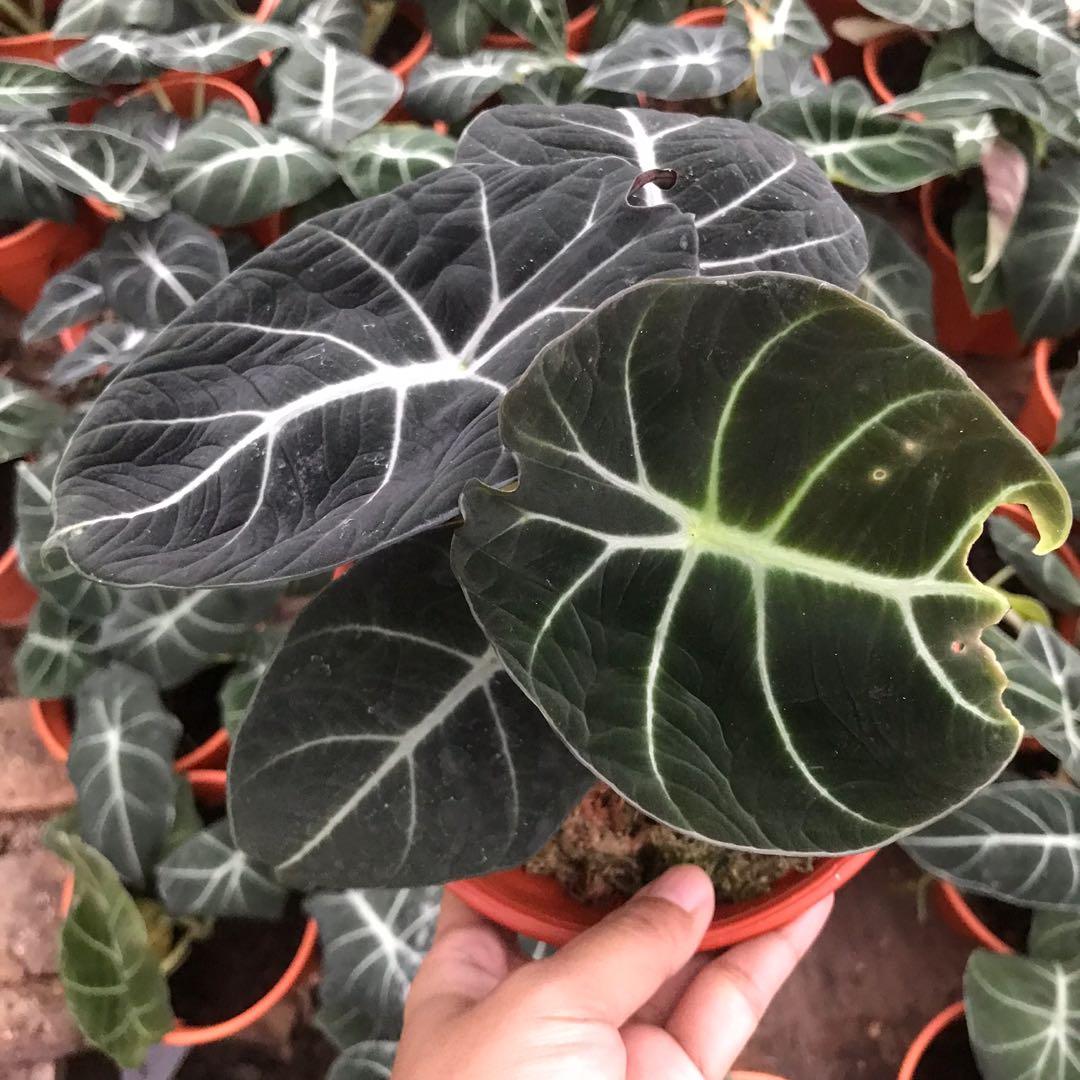 Caladium-New Ready Stock-Keladi-New Wave/Festivia/Strawberry Star/Thai ...