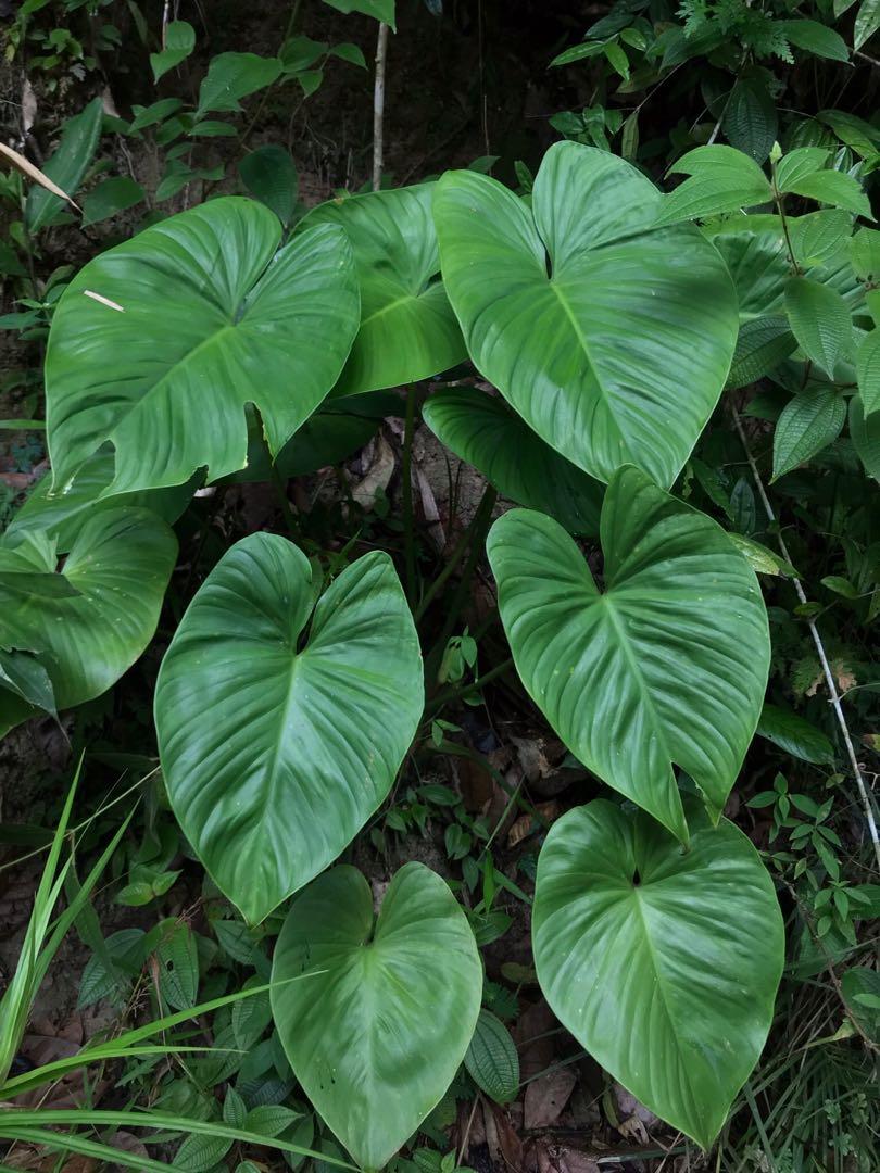 Homalomena (green ) sp ..Pokok stabil, Furniture & Home Living ...