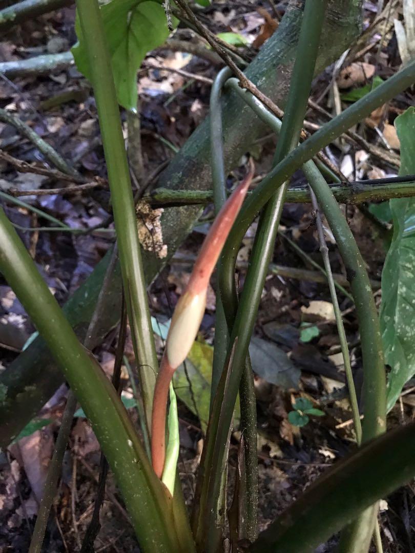Homalomena (green ) sp ..Pokok stabil, Furniture & Home Living ...
