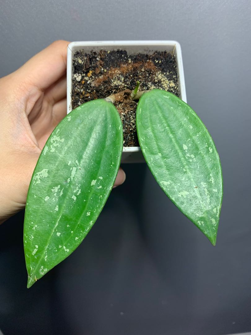 Hoya Rangsan with Growth point, Furniture & Home Living, Gardening ...