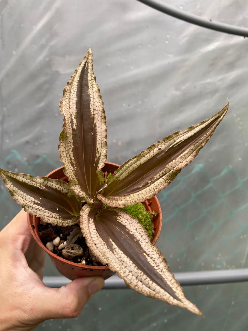 Malaxis calophylla, Furniture & Home Living, Gardening, Plants & Seeds ...