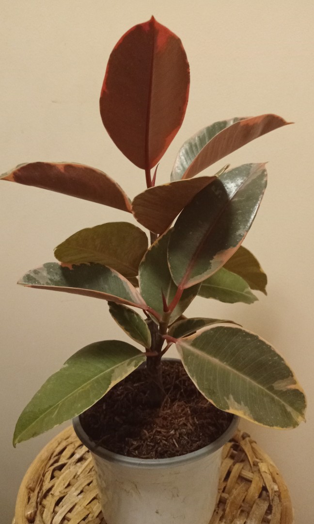 Ruby Rubber Tree multibranch, Furniture & Home Living, Gardening ...