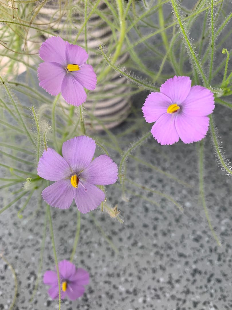 Byblis cuttings, Furniture & Home Living, Gardening, Plants & Seeds on ...