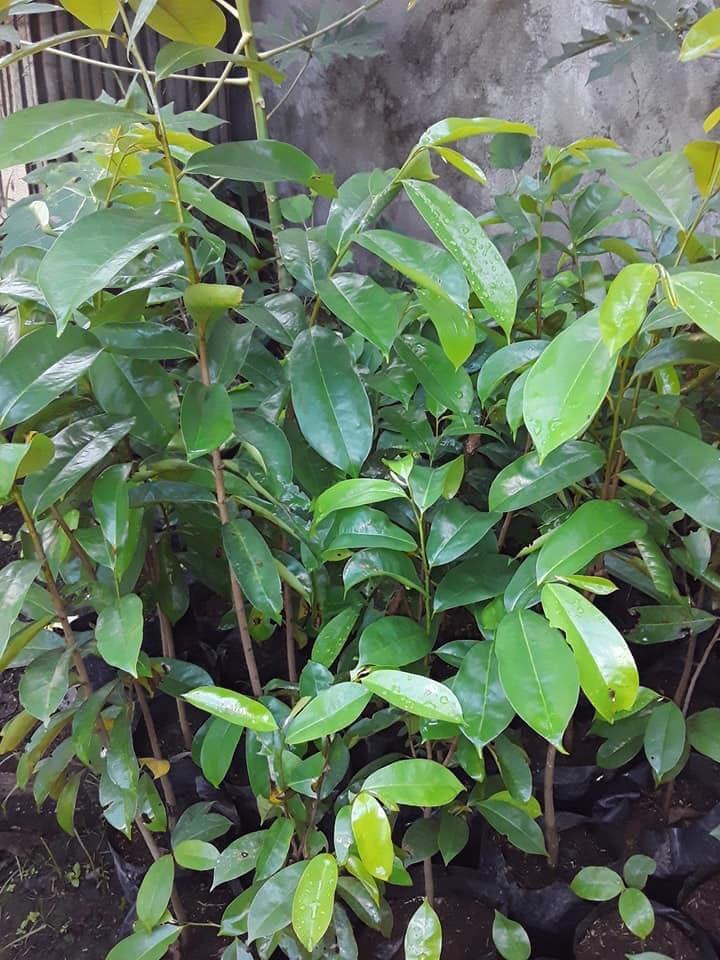 Guyabano tree, Furniture & Home Living, Gardening, Plants & Seeds on ...