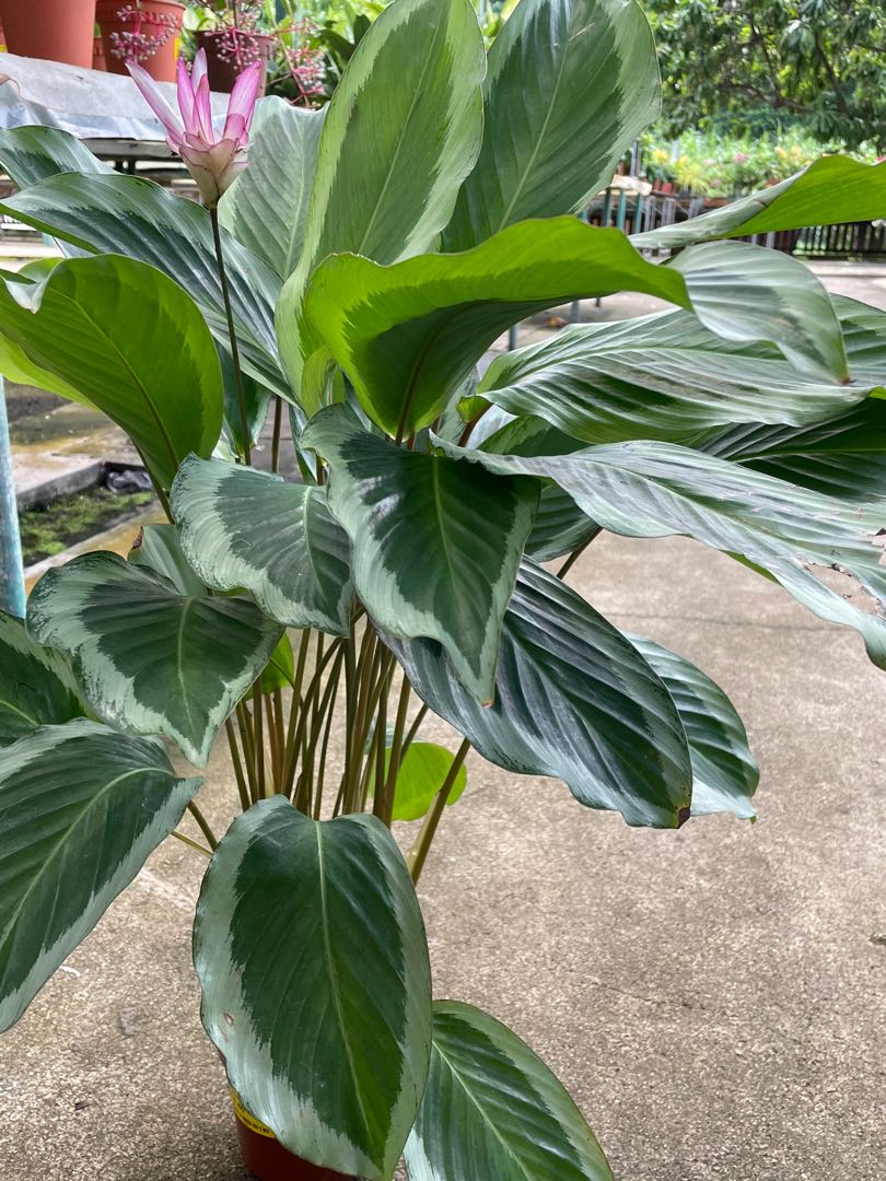 Calathea Marion (big plant with flower), Furniture & Home Living ...
