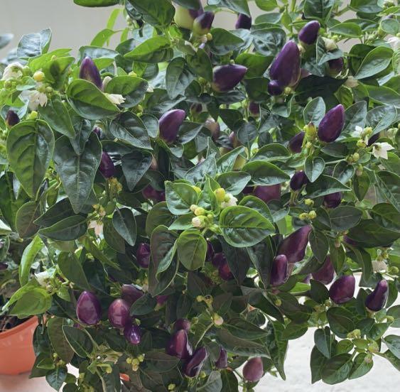 Edible dwarf purple chili chilli plant, Furniture & Home Living ...