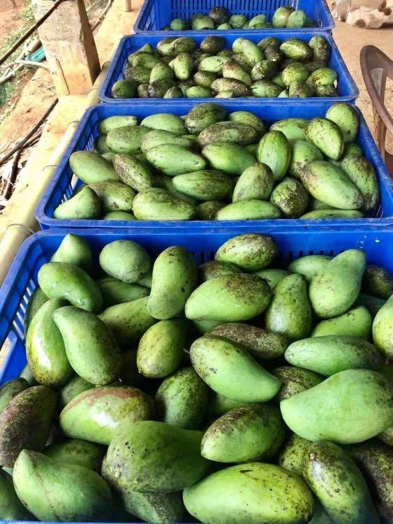 Pico Mangoes (Manggang Piko), 45% OFF