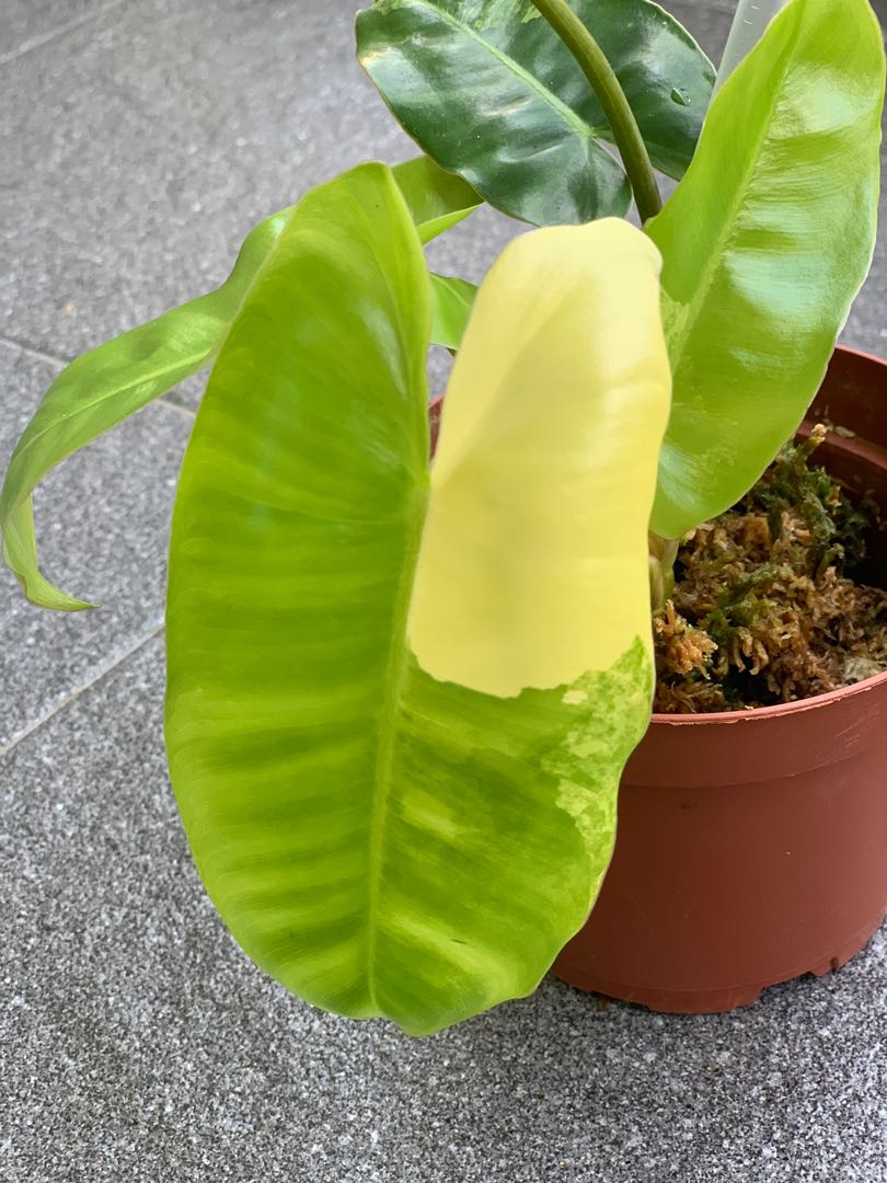 Burle max variegated, Furniture & Home Living, Gardening, Plants ...