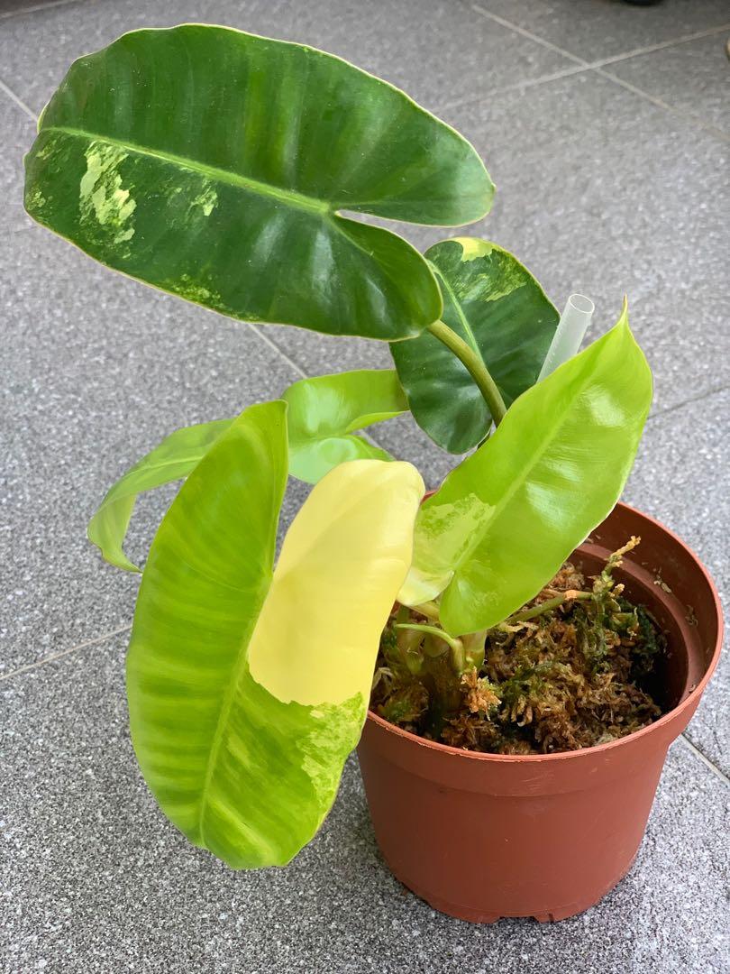 Burle max variegated, Furniture & Home Living, Gardening, Plants ...