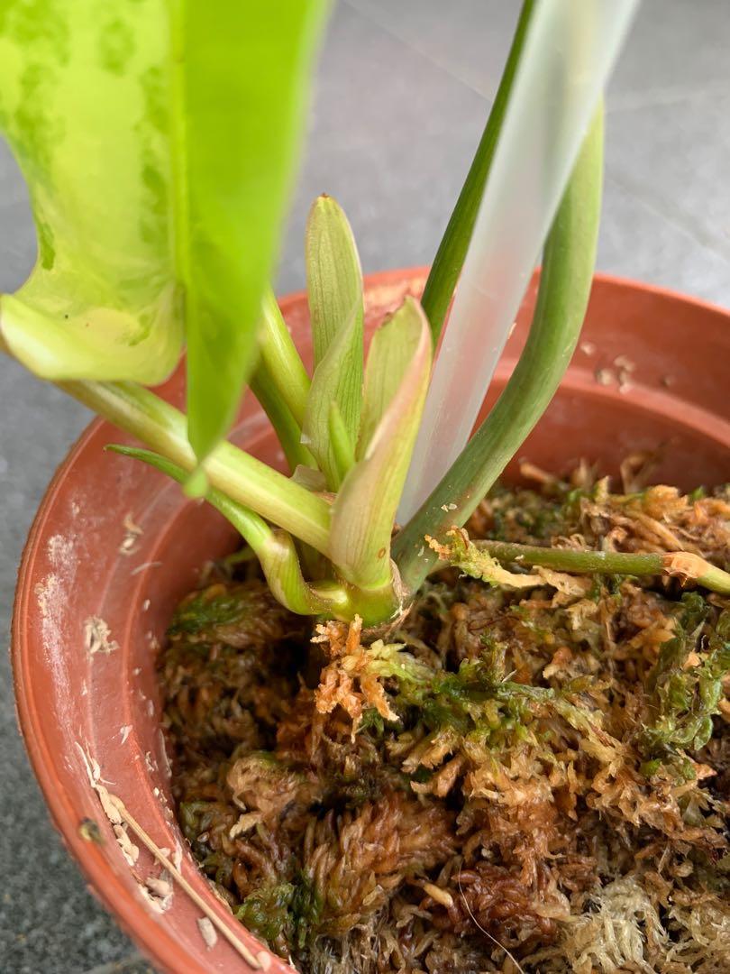 Burle max variegated, Furniture & Home Living, Gardening, Plants ...