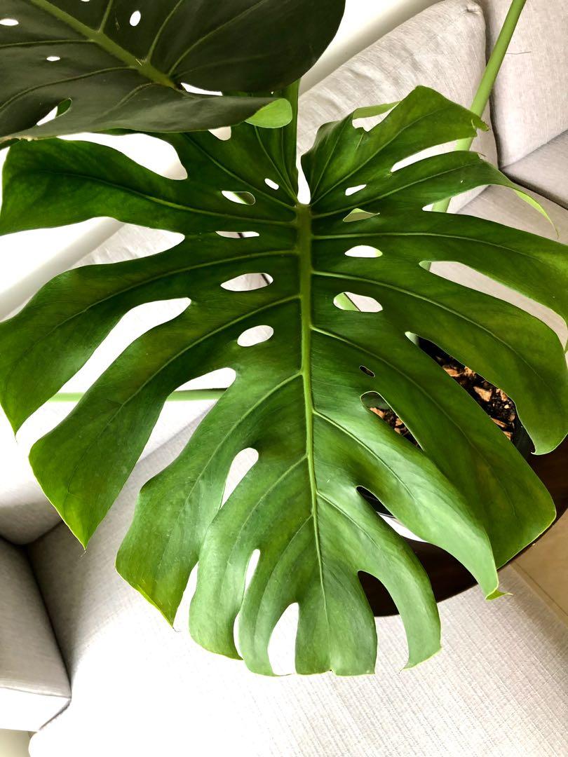 This monster Monstera at my workplace. I want to take a cutting so bad ...