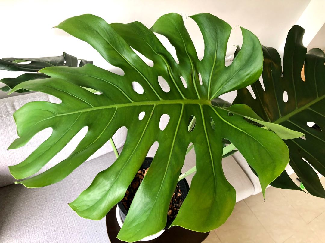 Monstera Deliciosa Large Form with Secondary Fenestration, Furniture ...