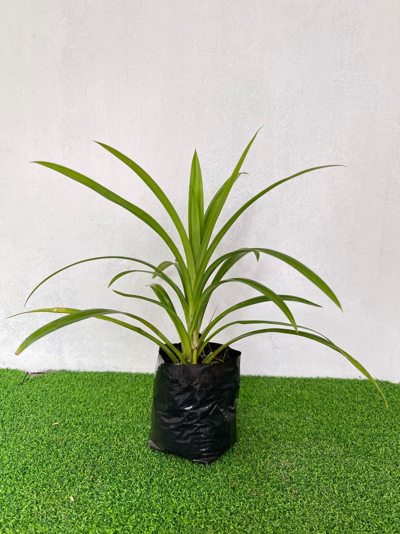 Pandan, Furniture & Home Living, Gardening, Pots & Planters on Carousell