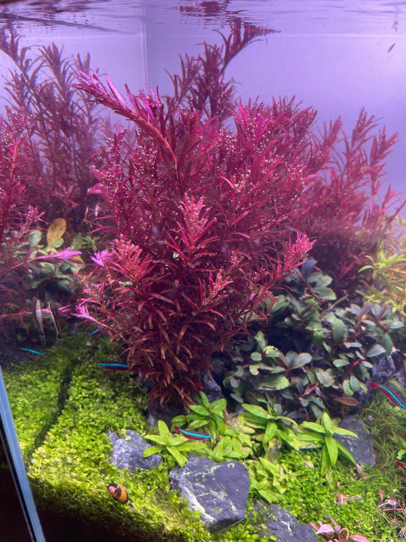 Rotala Blood Red, Furniture & Home Living, Gardening, Plants & Seeds on ...