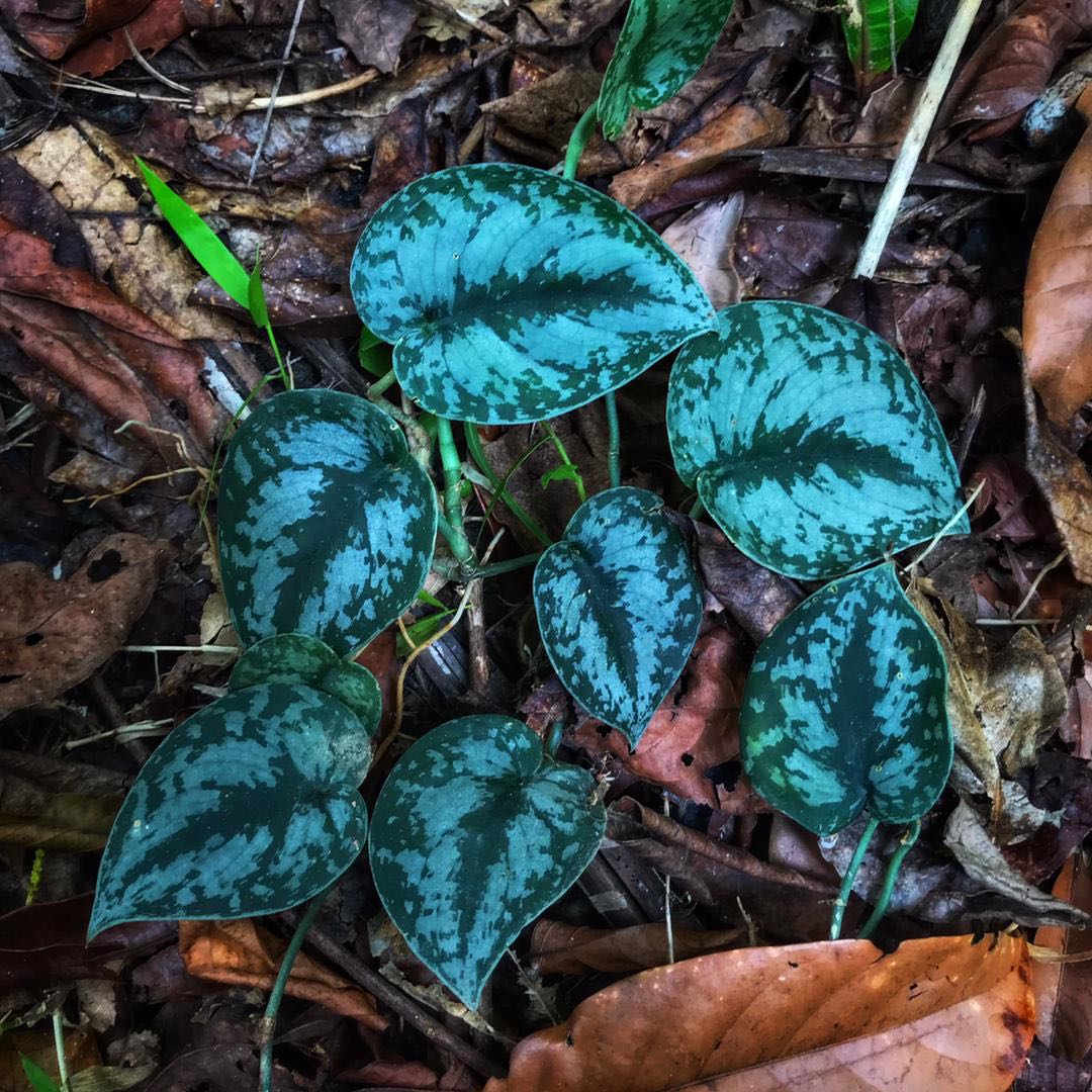 Scindapsus species, Furniture & Home Living, Gardening, Plants & Seeds ...