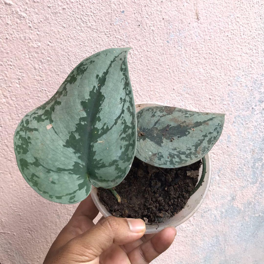 Scindapsus species, Furniture & Home Living, Gardening, Plants & Seeds ...