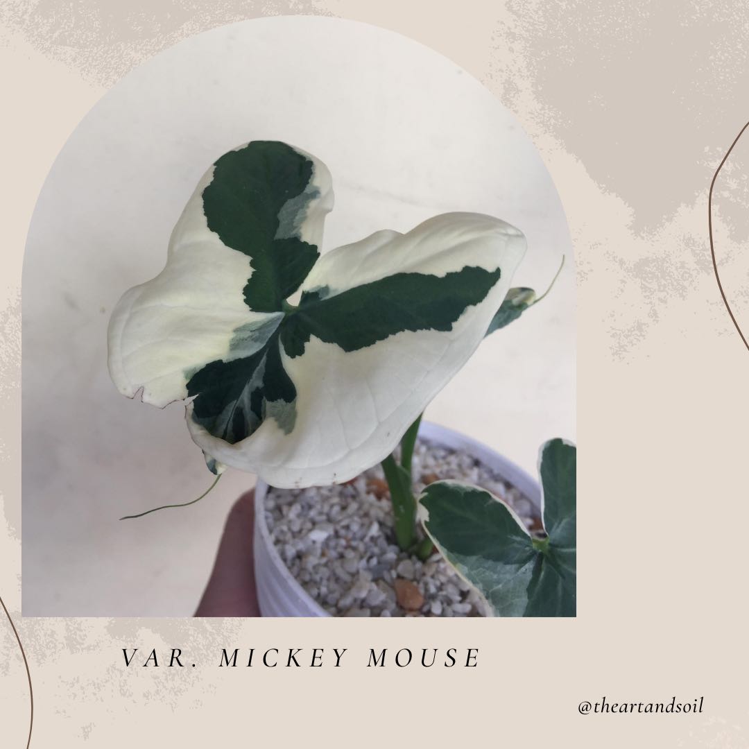 Variegated Mickey Mouse, Furniture & Home Living, Gardening, Plants ...