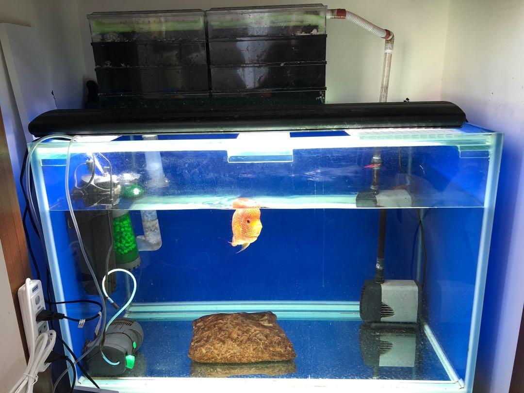 Custom made fish tank 10mm glass, Pet Supplies, Homes & Other Pet ...