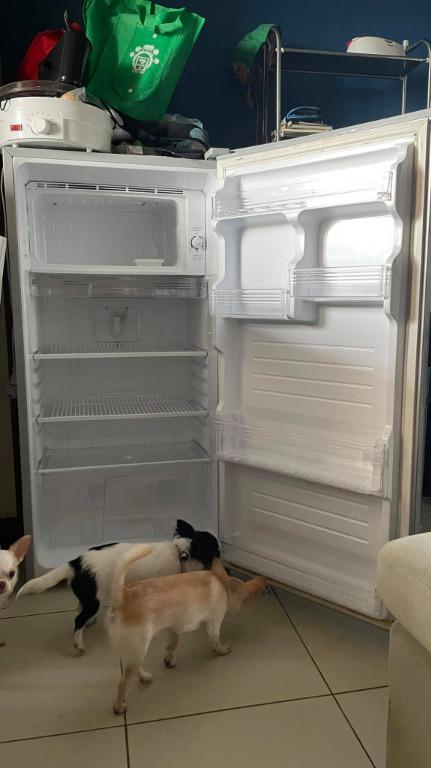 SHARP REF Single Door Direct Cooling Refrigerator, TV & Home Appliances ...