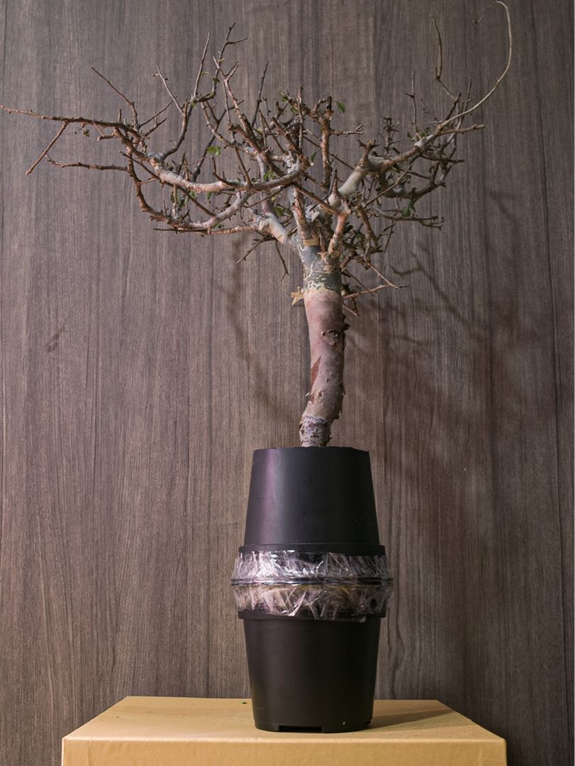 Commiphora Kataf Var. Turk, Furniture & Home Living, Gardening, Plants ...