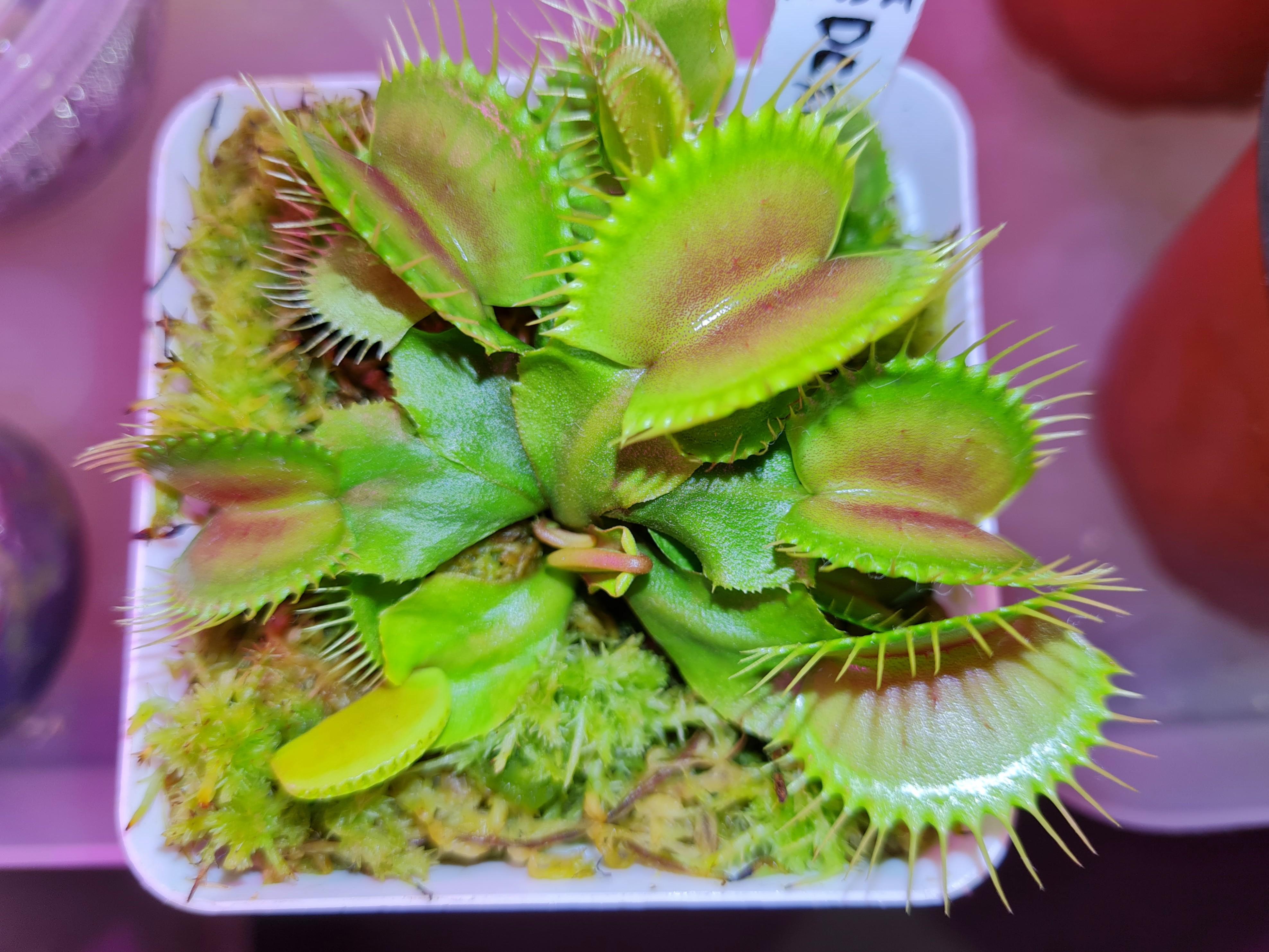 SgBred DCXL Venus Flytrap. Collectors VFT., Furniture & Home Living, Gardening, Plants & Seeds ...