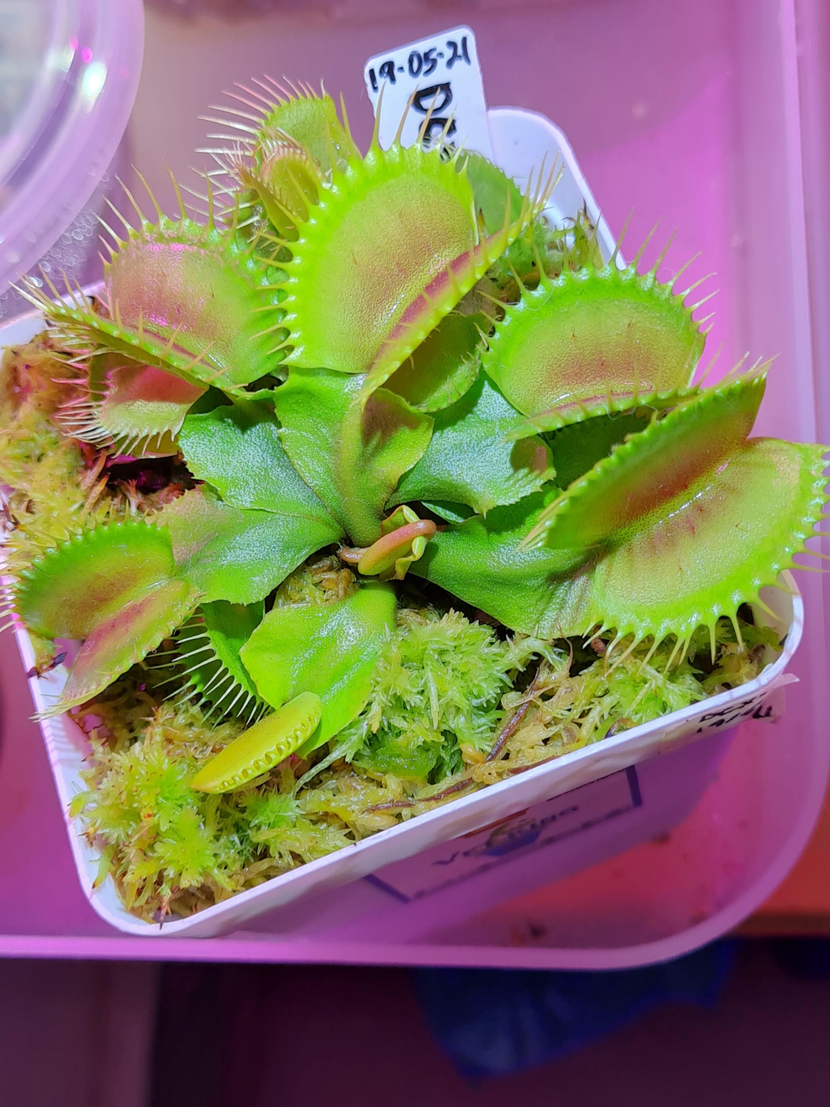SgBred DCXL Venus Flytrap. Collectors VFT., Furniture & Home Living, Gardening, Plants & Seeds ...
