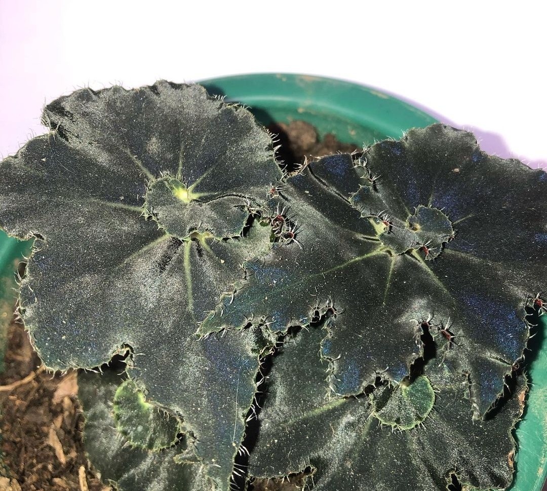 Begonia black mamba, Furniture & Home Living, Gardening, Plants & Seeds ...