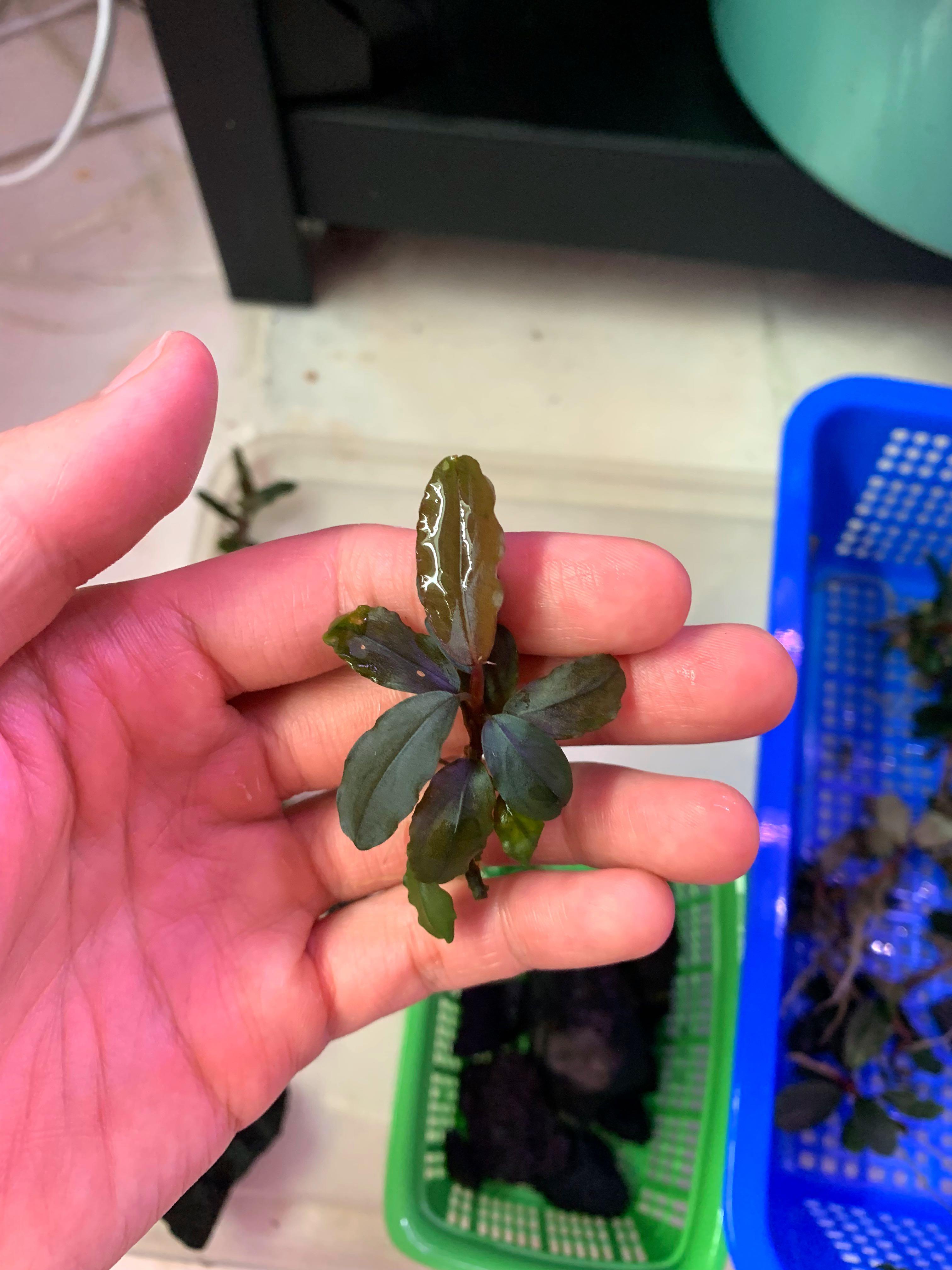 Bucep sp. “red seranade”, Pet Supplies, Homes & Other Pet Accessories ...