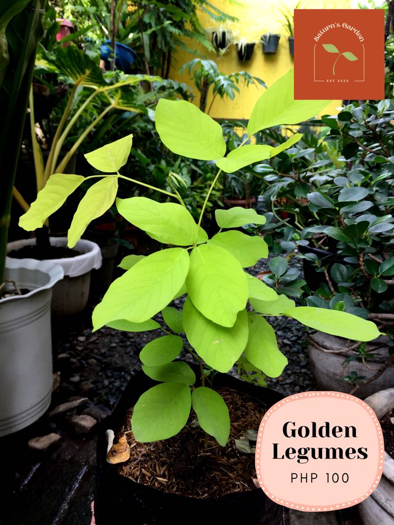 Golden Legumes, Furniture & Home Living, Gardening, Plants & Seeds on ...