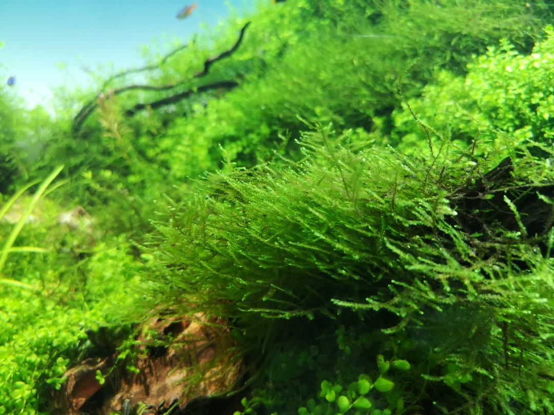 Java moss - Aquatic Plant, Pet Supplies, Homes & Other Pet Accessories ...