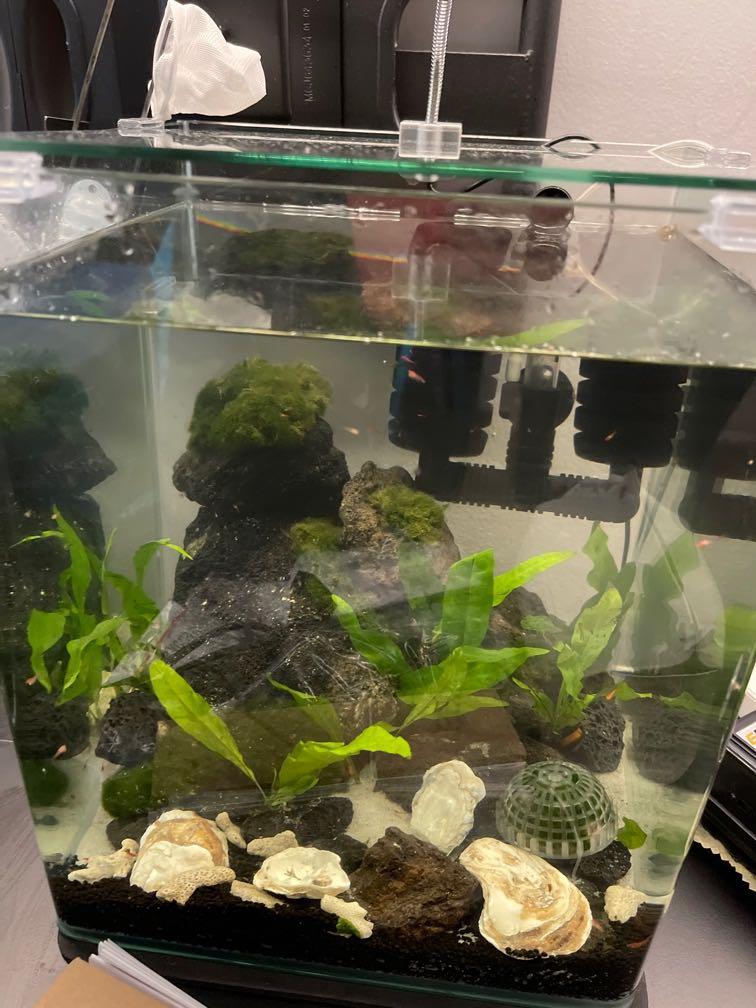 Opae ula Tank set up, Pet Supplies, Homes & Other Pet Accessories on ...