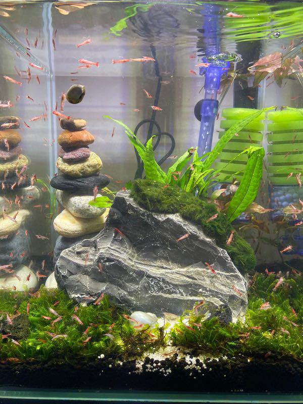 Opae ula Tank set up, Pet Supplies, Homes & Other Pet Accessories on ...