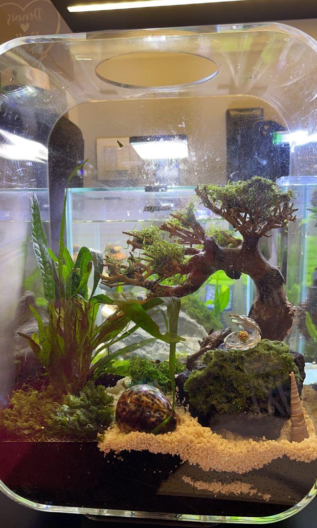 Opae ula Tank set up, Pet Supplies, Homes & Other Pet Accessories on ...