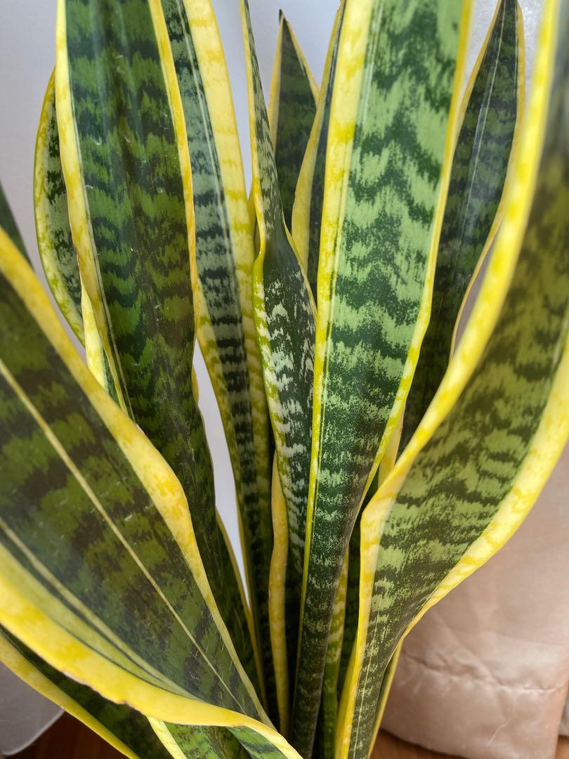 1m tall snake plant, Furniture & Home Living, Gardening, Plants & Seeds ...