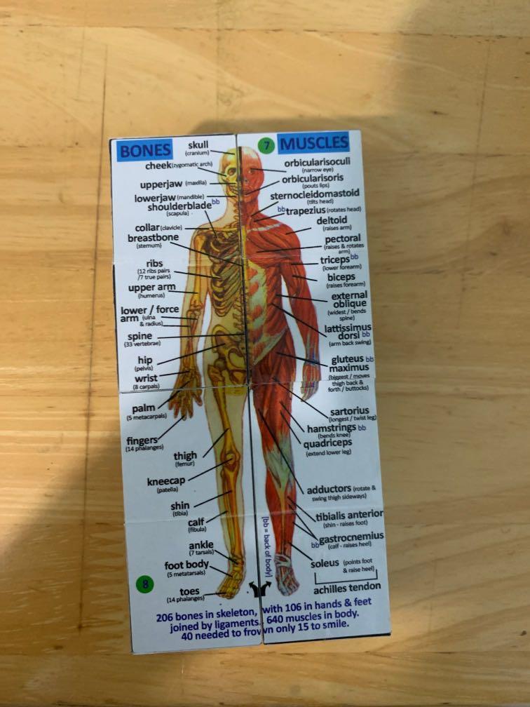 Human Anatomy Cube, Hobbies & Toys, Toys & Games on Carousell