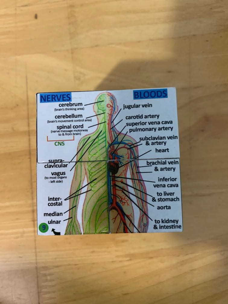 Human Anatomy Cube, Hobbies & Toys, Toys & Games on Carousell