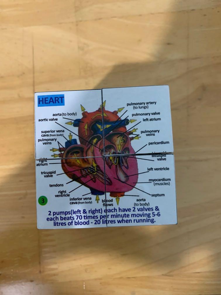 Human Anatomy Cube, Hobbies & Toys, Toys & Games on Carousell