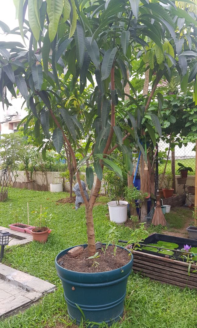 Mango Tree, Furniture & Home Living, Gardening, Plants & Seeds on Carousell